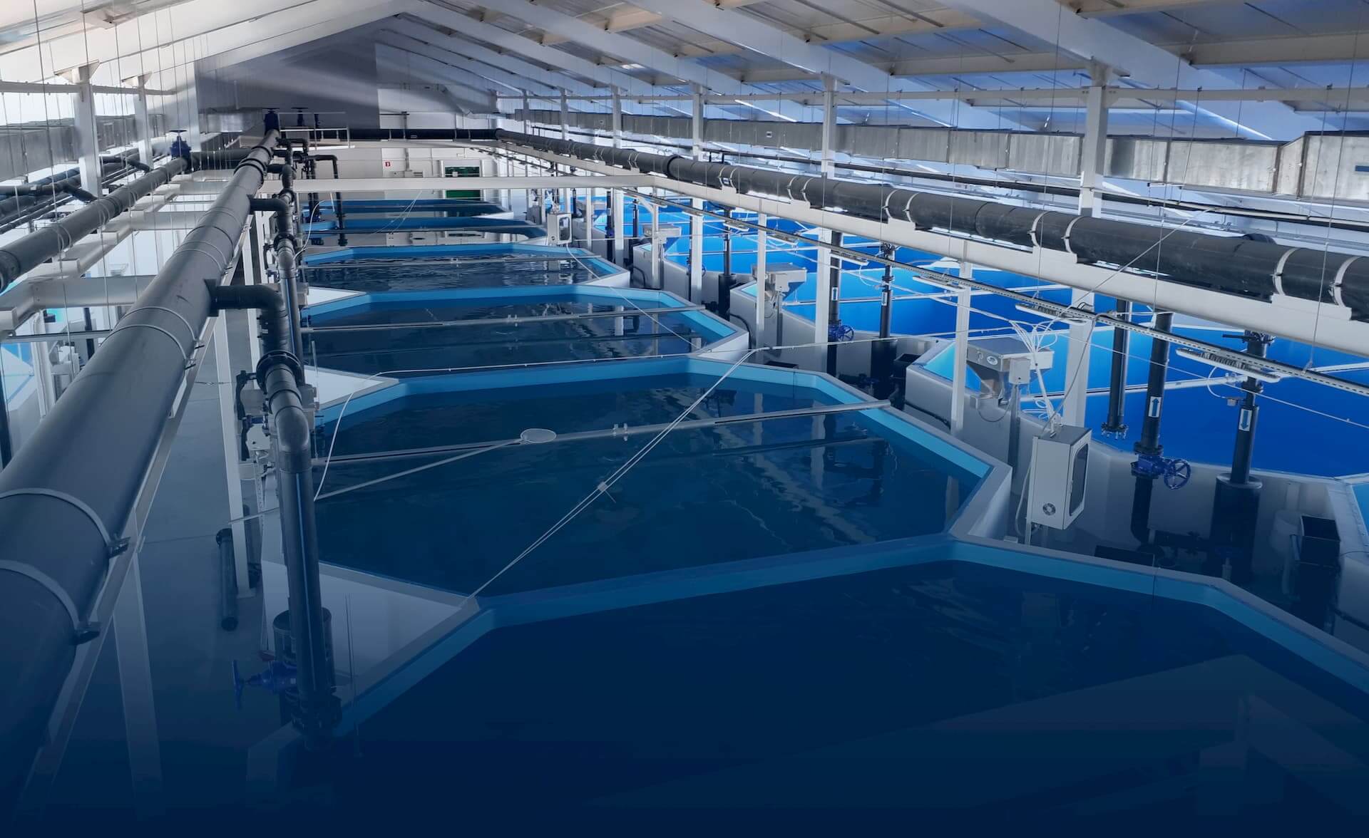 Optimal water quality and healthy fish on land