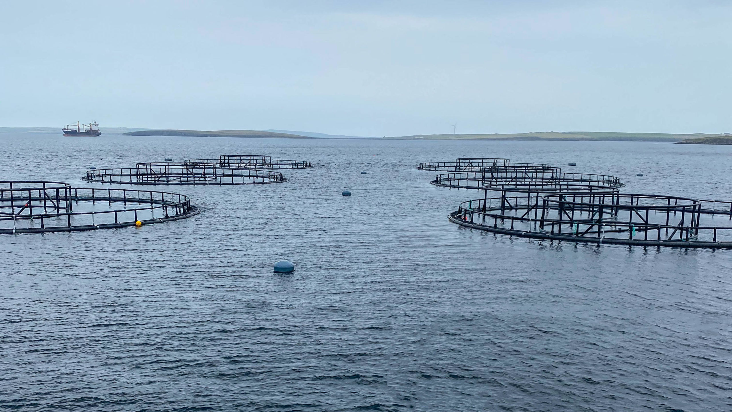 ‘Scaling Up’ - A Year of Firsts for ScaleAQ (UK and Ireland) - ScaleAQ