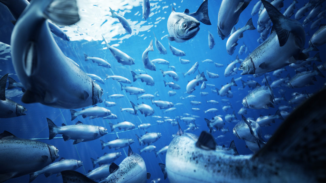 Feeding System - ScaleAQ