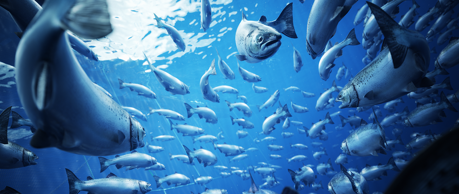 Fish health and hygiene - ScaleAQ